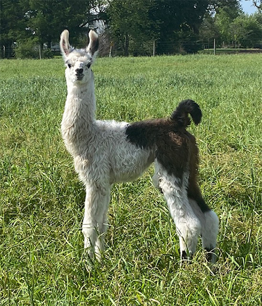 For Sale - Mark Smith Farms